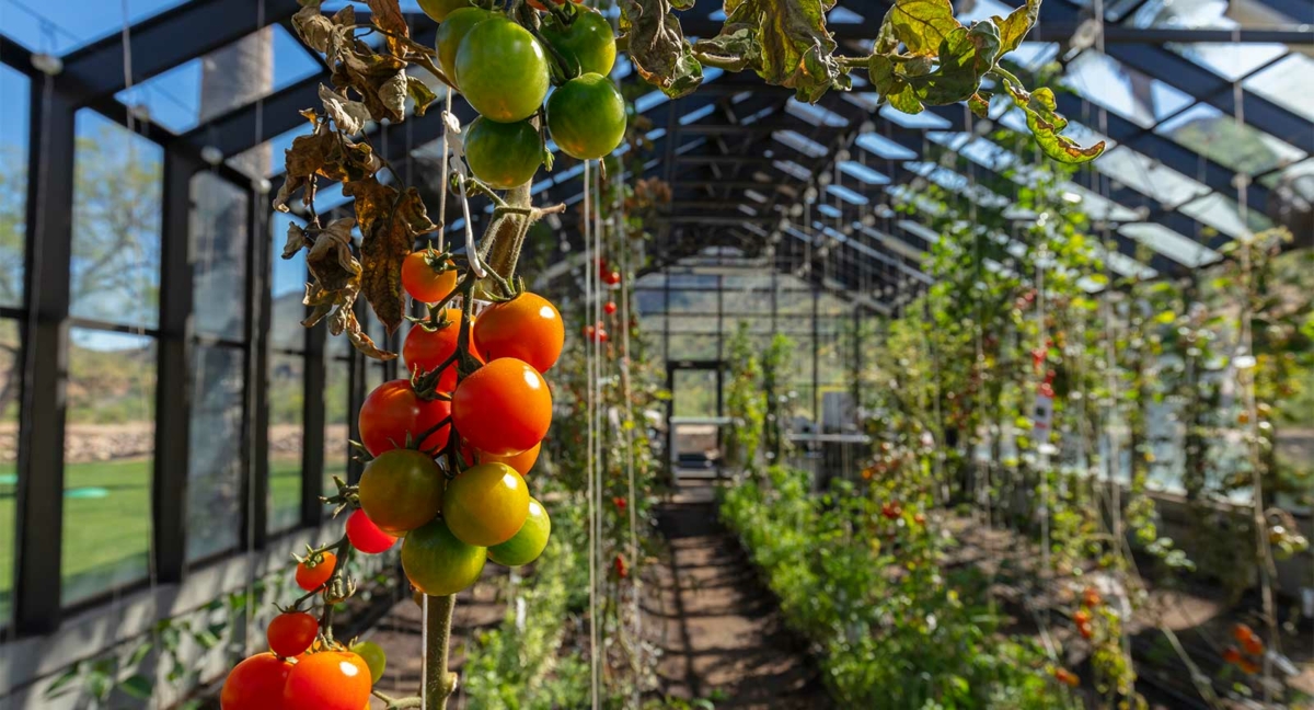 Farm to Table Dining | Castle Hot Springs