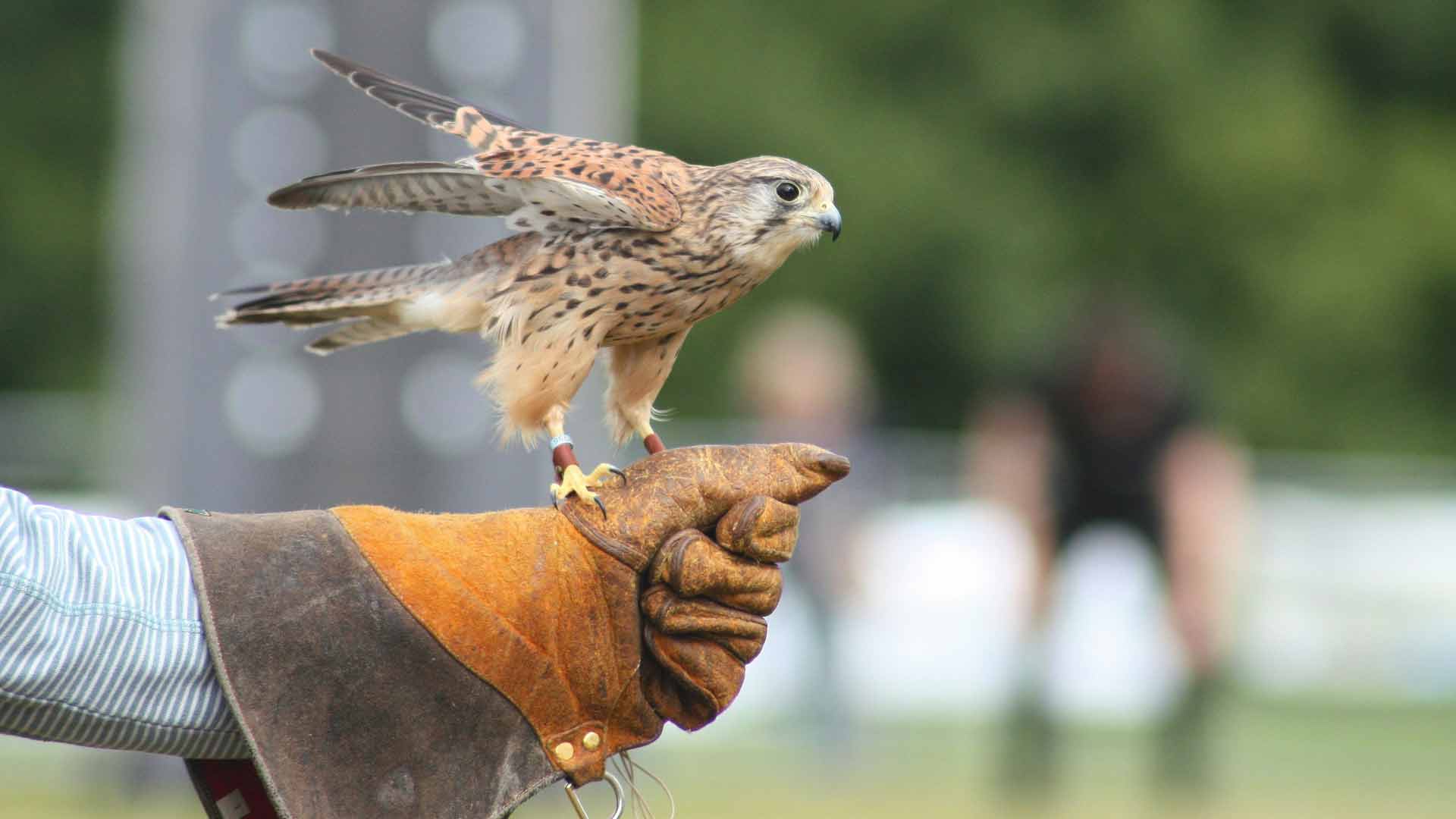 Falconry Events | Castle Hot Springs